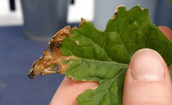 How to Correct Plant Nutrient Toxicity: A Guide to Identifying and ...