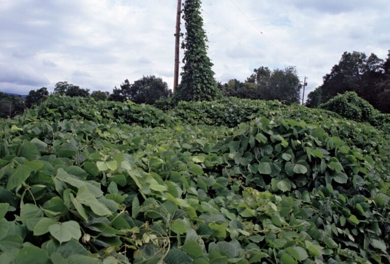 20 Invasive Plants You Should Avoid Buying at Garden Centers - South ...