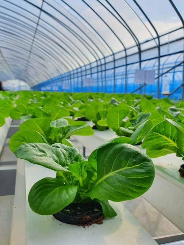 Hydroponic Potatoes Vertical Farming