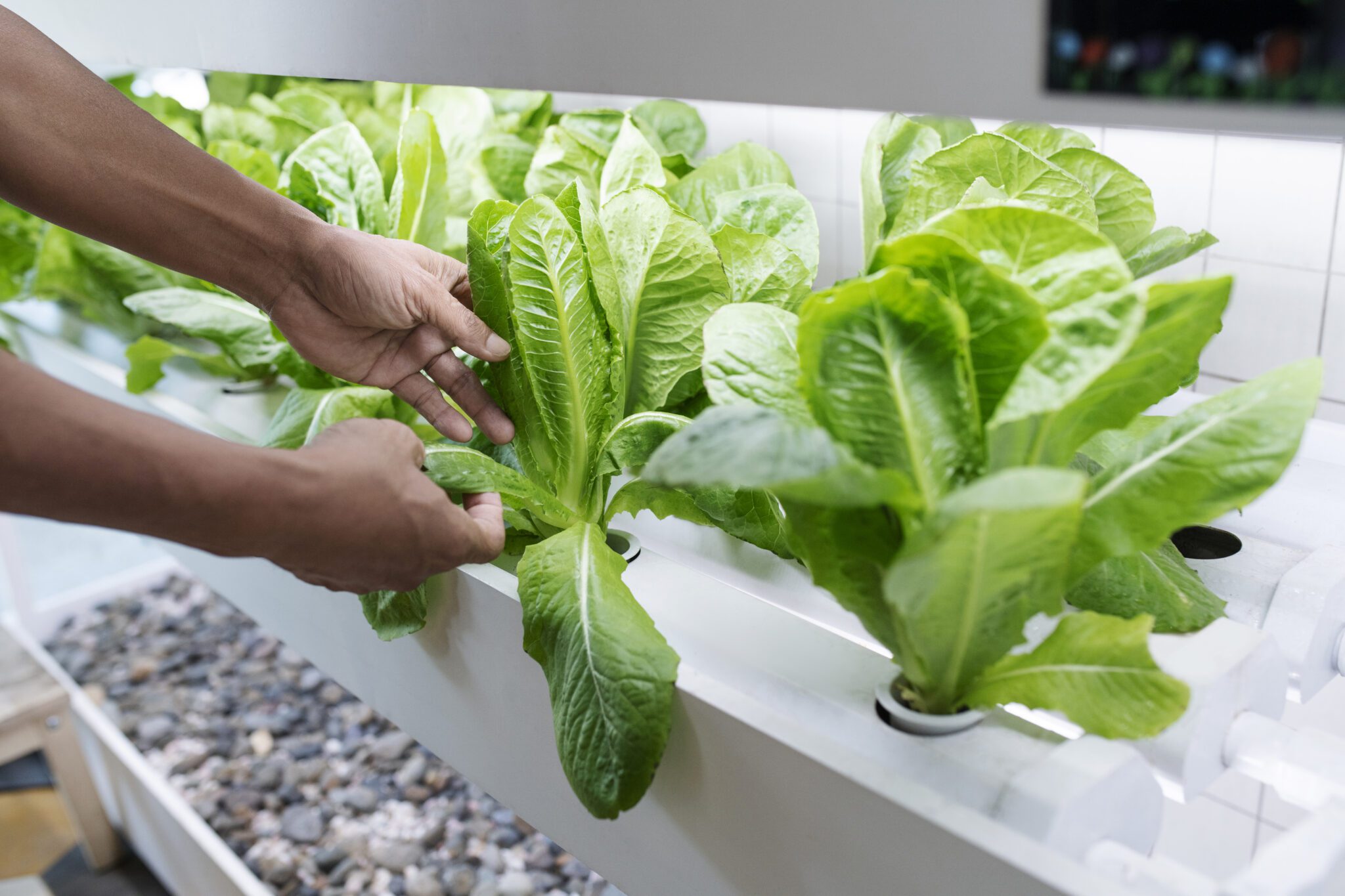 Hydroponic Lettuce: How to Grow Crisp and Healthy Lettuce in Water - South Elmonte Hydroponics