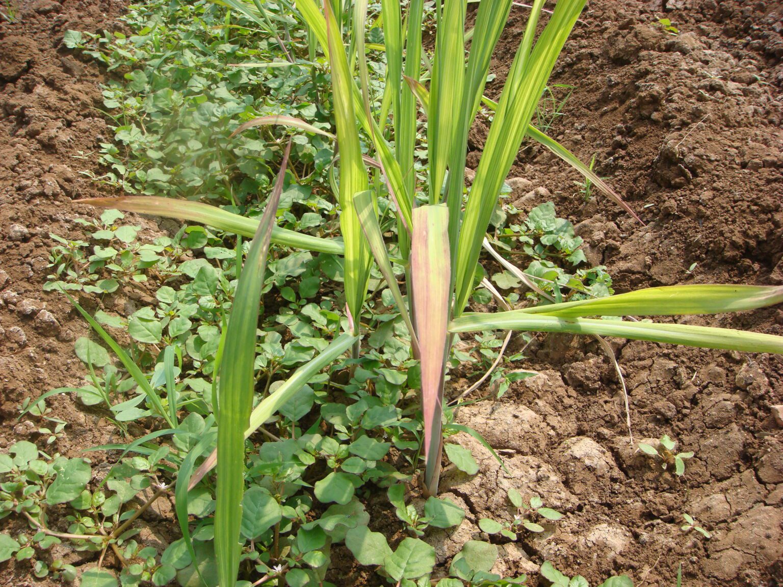 How to Recognize and Correct Silicon Deficiency in Your Plants - South ...