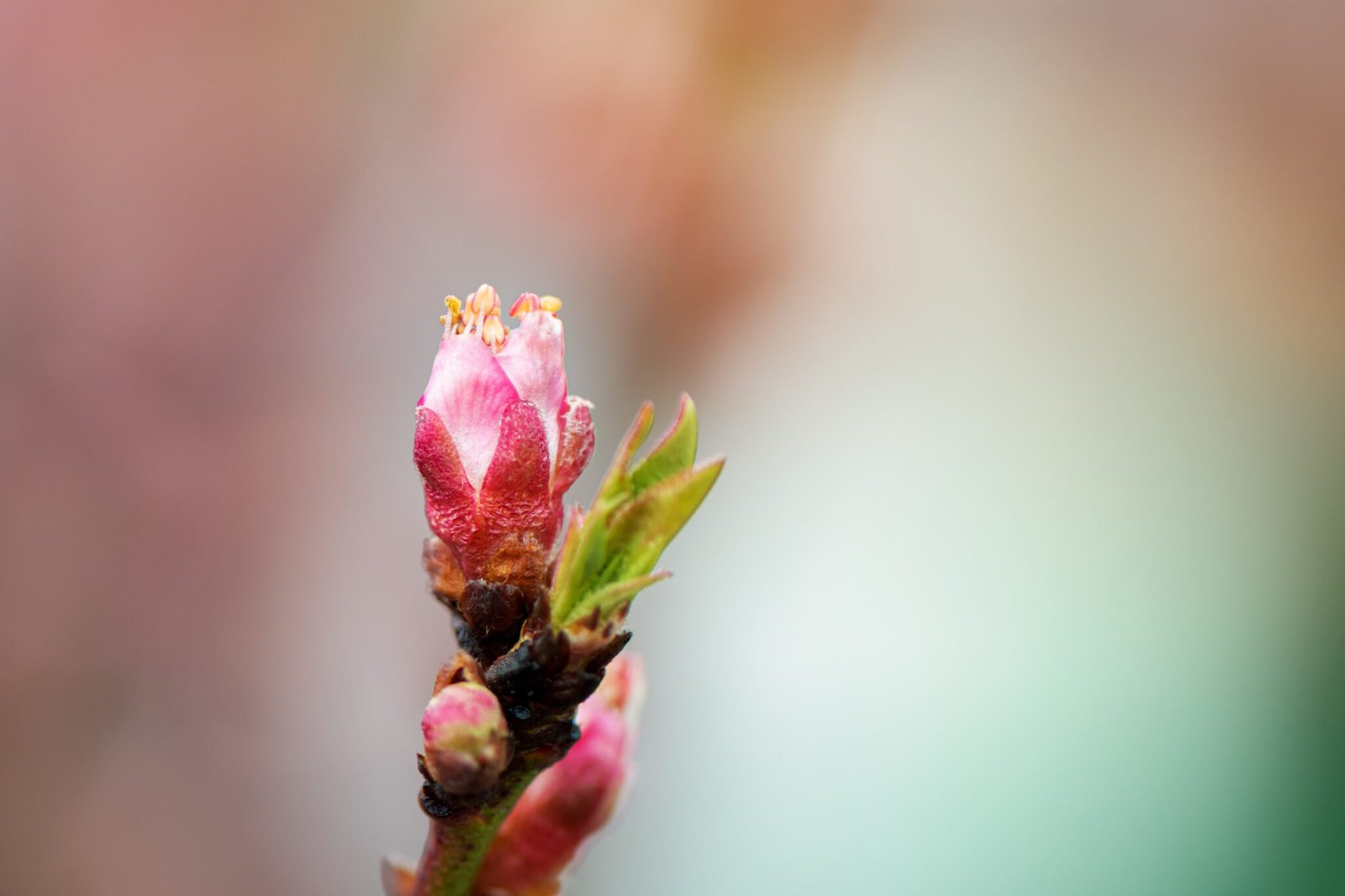 Increase Flower Density and Bud Hardener: How to Boost Your Bud Quality ...