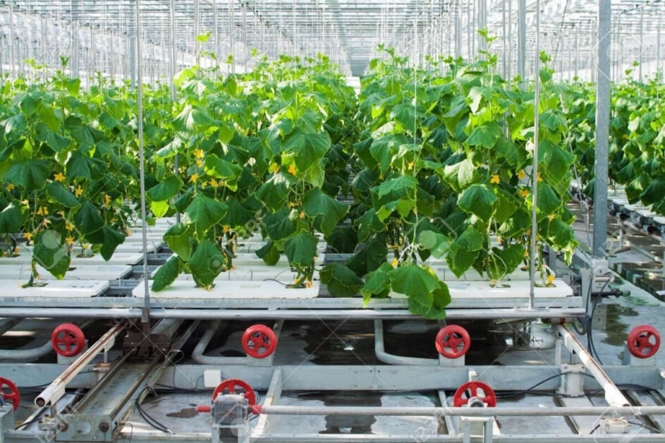 Hydroponic cucumber cultivation, Ways to maximize yield - South Elmonte ...