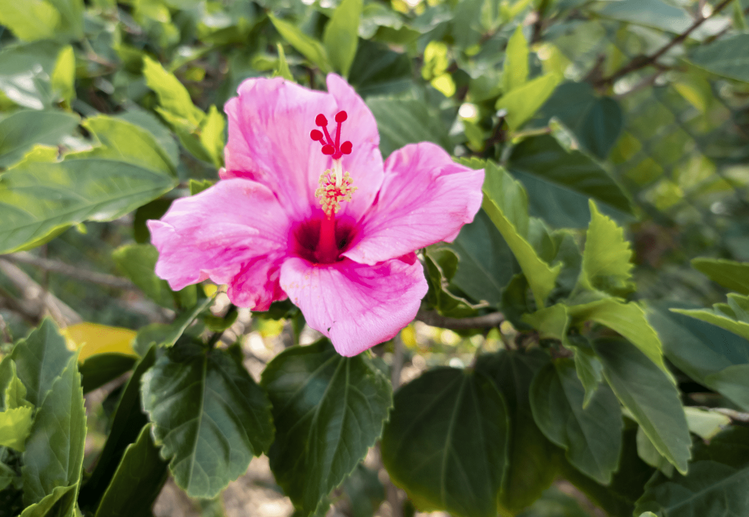 Hawaiian Hibiscus: Tropical Treasures - South Elmonte Hydroponics