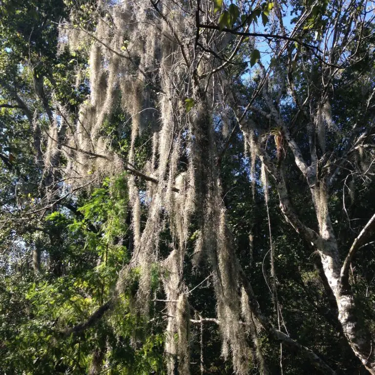 What Is Spanish Moss? Growing This Epiphyte - South Elmonte Hydroponics