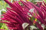Growing Amaranth to Harvest Glorious Grain - South Elmonte Hydroponics