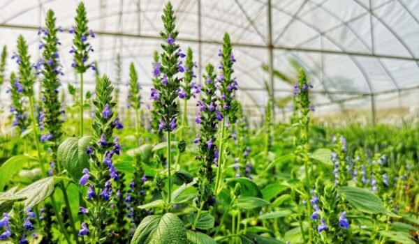 Salvia Guaranitica: The Blue Anise Sage Perfect Guide - South Elmonte ...