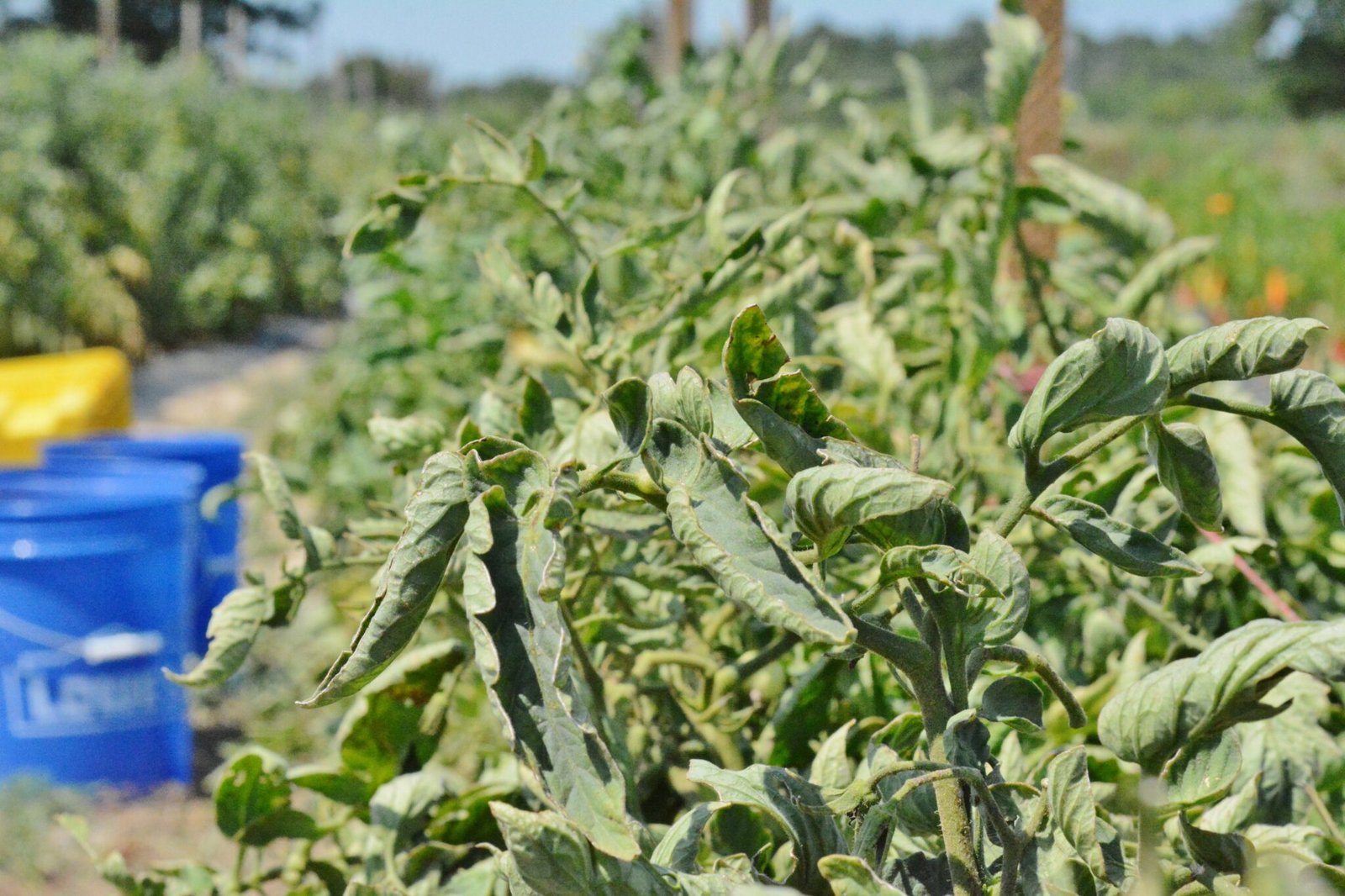 Tomato Leaf Curl: What It Is and How to Fix It - South Elmonte Hydroponics