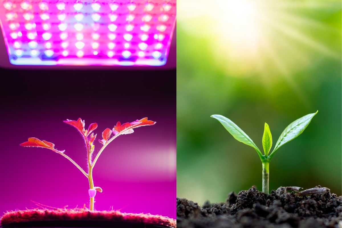 Grow Light vs Sunlight: How They Compare and Which One to Use for ...
