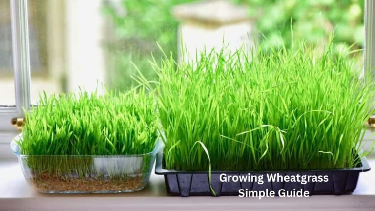 Growing Wheatgrass: Super Simple Guide - South Elmonte Hydroponics