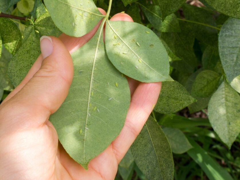 Eliminating Leafhopper Pests Effectively - South Elmonte Hydroponics