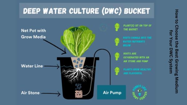 DWC System: How to Choose the Best Growing Medium - South Elmonte ...