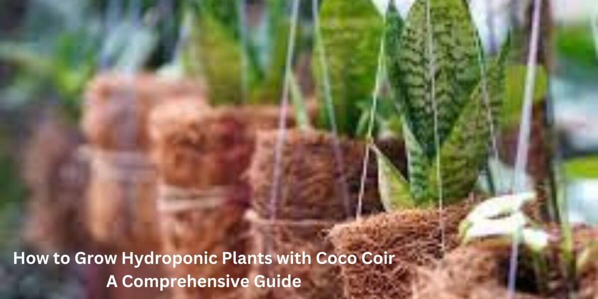 How to Grow Hydroponic Plants with Coco Coir: A Comprehensive Guide ...