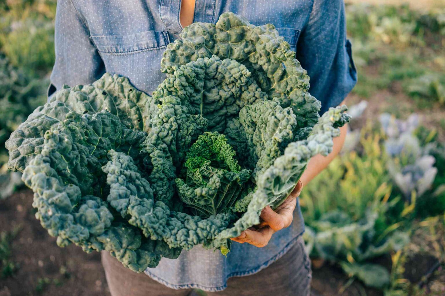 Kale Varieties: 15 Different Types of Kale Cultivars - South Elmonte ...