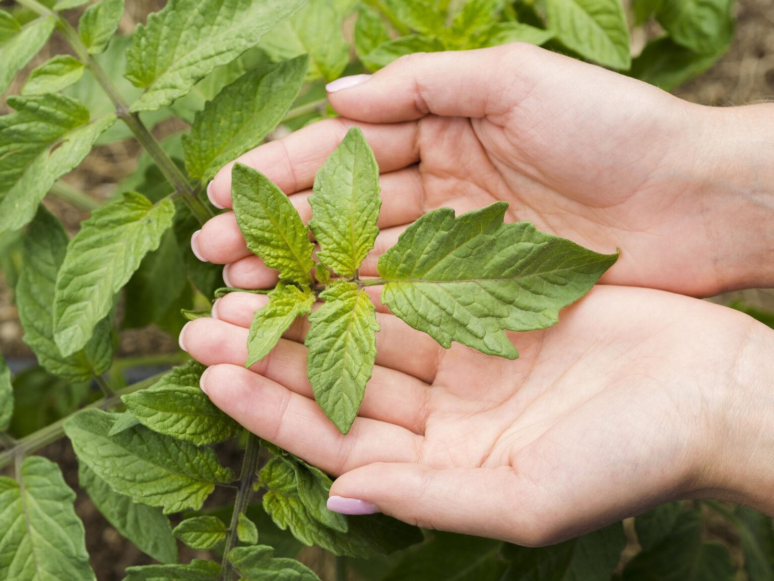 A Guide to Growing Hydroponic Oregano and Propagating Cuttings in 5 ...