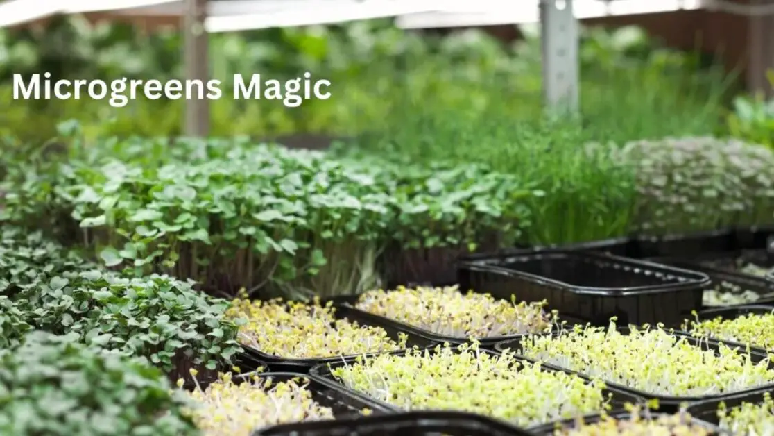 Microgreens Magic: Ultimate Guide to Indoor Cultivation via Hydroponics ...
