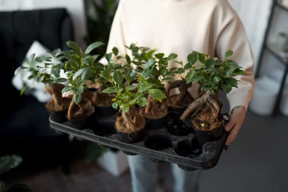 Why You Should Use Net Pots for Hydroponics: Top Reasons and Benefits ...