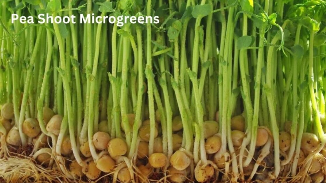 Pea Shoot Microgreens: The Best Way to Grow Them with Just Water ...
