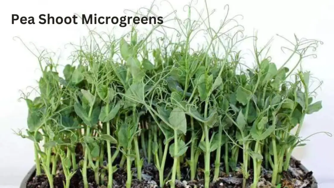 Pea Shoot Microgreens: The Best Way to Grow Them with Just Water - South Elmonte Hydroponics