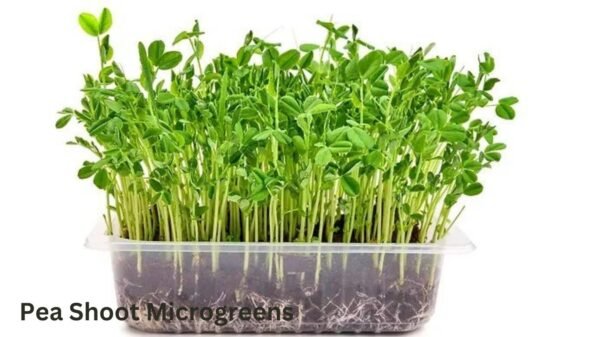 Pea Shoot Microgreens: The Best Way to Grow Them with Just Water ...