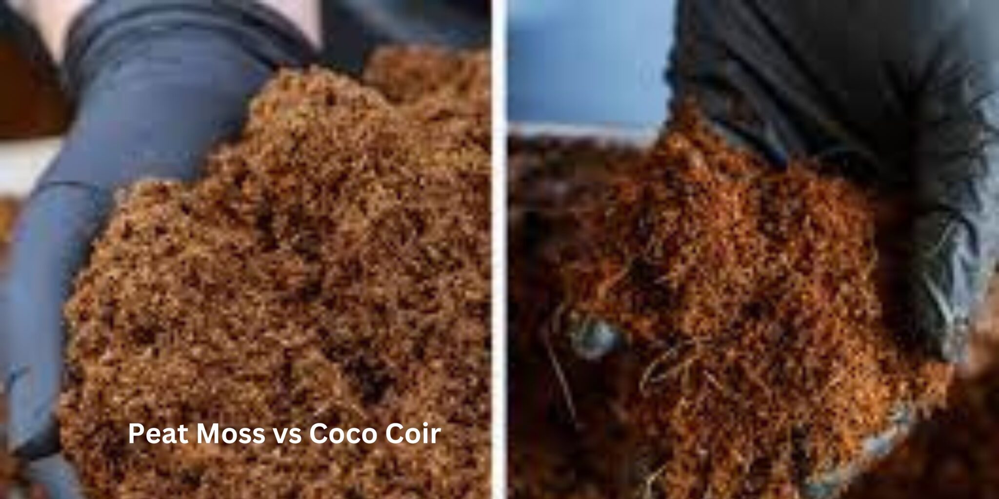 Peat Moss vs Coco Coir: Which One is the Best for Your Plants? - South ...