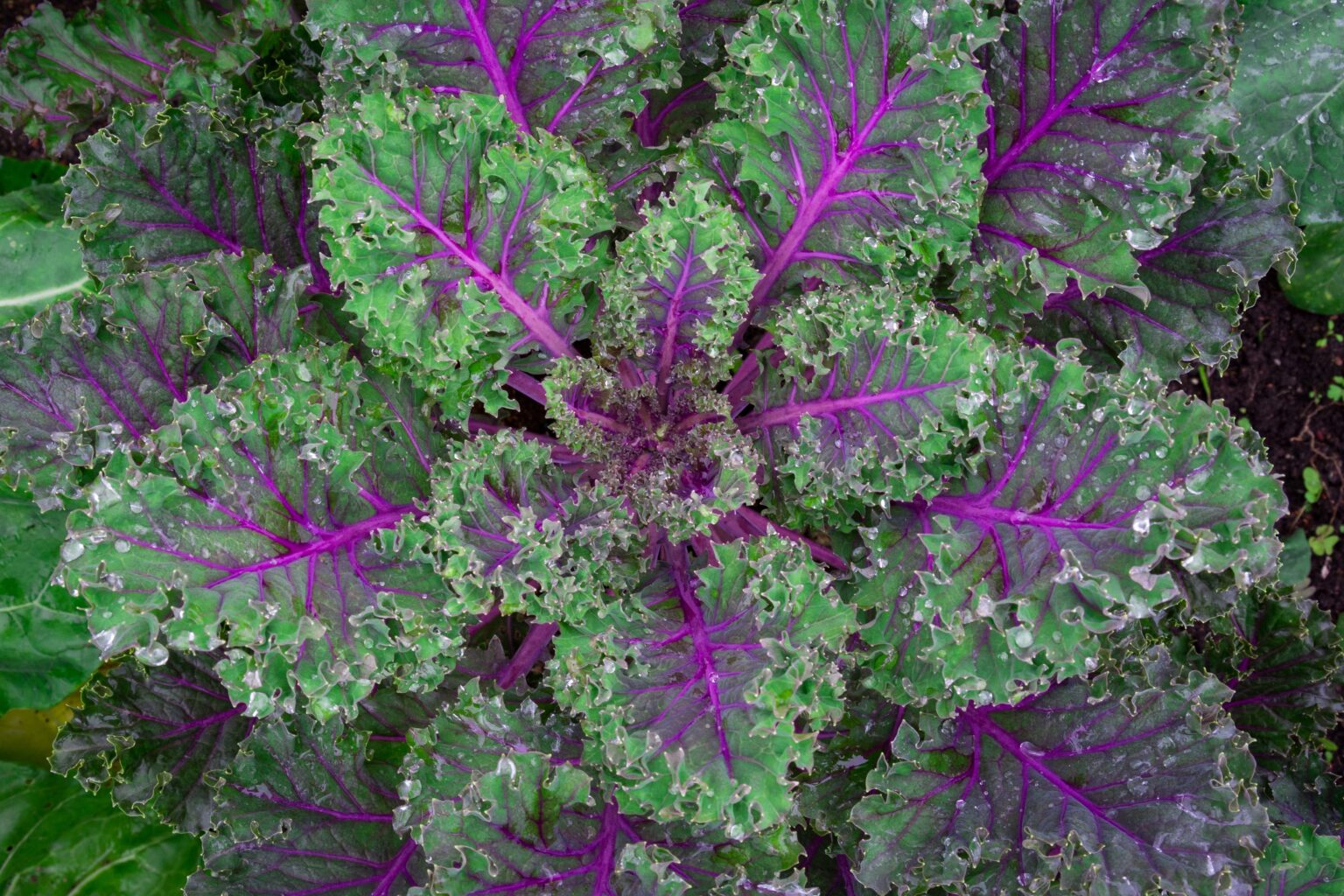 Kale Varieties: 15 Different Types of Kale Cultivars - South Elmonte ...