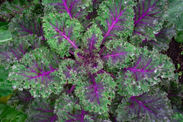 Kale Varieties: 15 Different Types of Kale Cultivars - South Elmonte ...