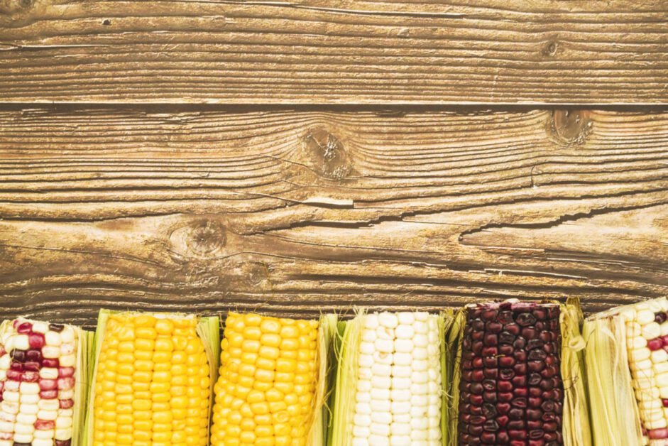 The Joy of Growing Corn in Summer - South Elmonte Hydroponics