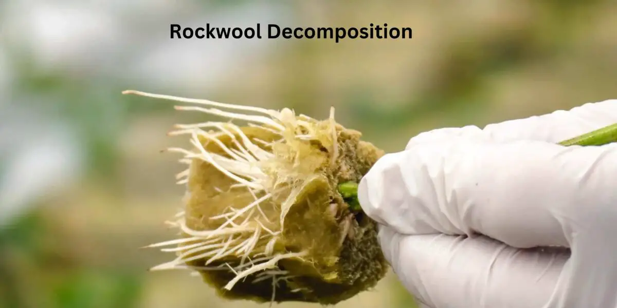 Rockwool Decomposition: What It Is The Best Way to Prevent It in ...