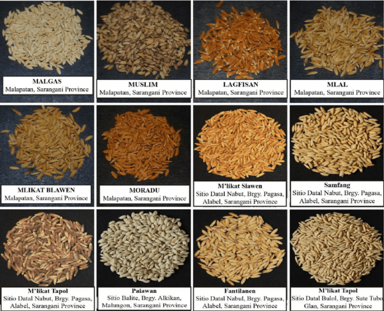 How To Grow Rice For A Sustainable Supply - South Elmonte Hydroponics