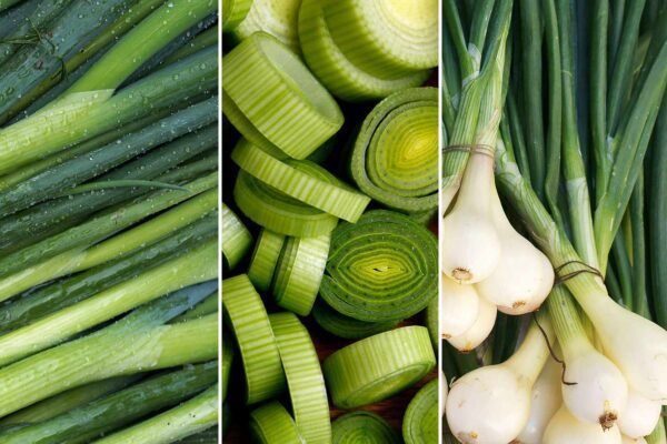 Reviving Green Onions and Sprouted Varieties - South Elmonte Hydroponics