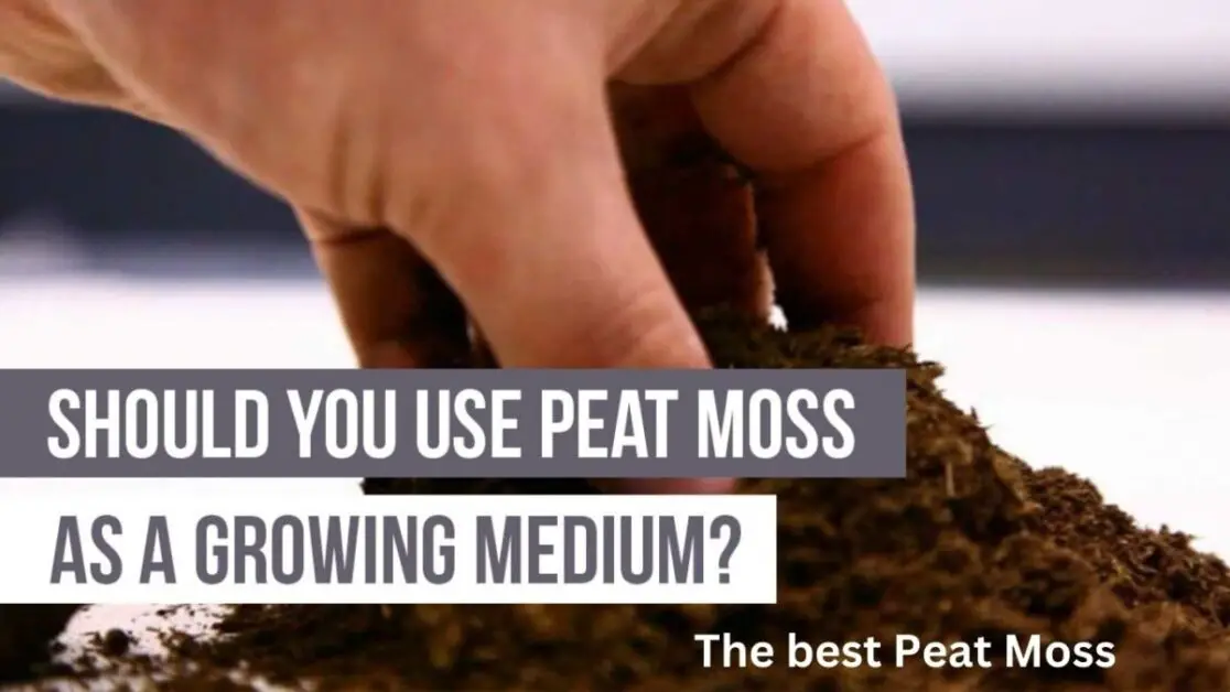 The best Peat Moss Alternatives: 7 Eco-Friendly Options for Hydroponics ...