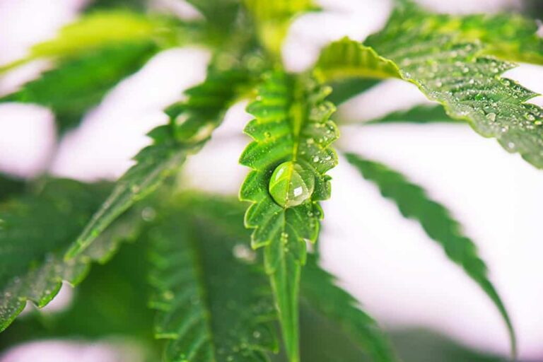 Vapor Pressure Deficit (VPD) and VPD Chart: What They Mean, How They ...