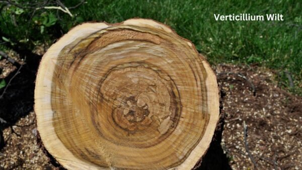 Verticillium Wilt: The Best Wide-Ranging Plant Pathogen - South Elmonte ...