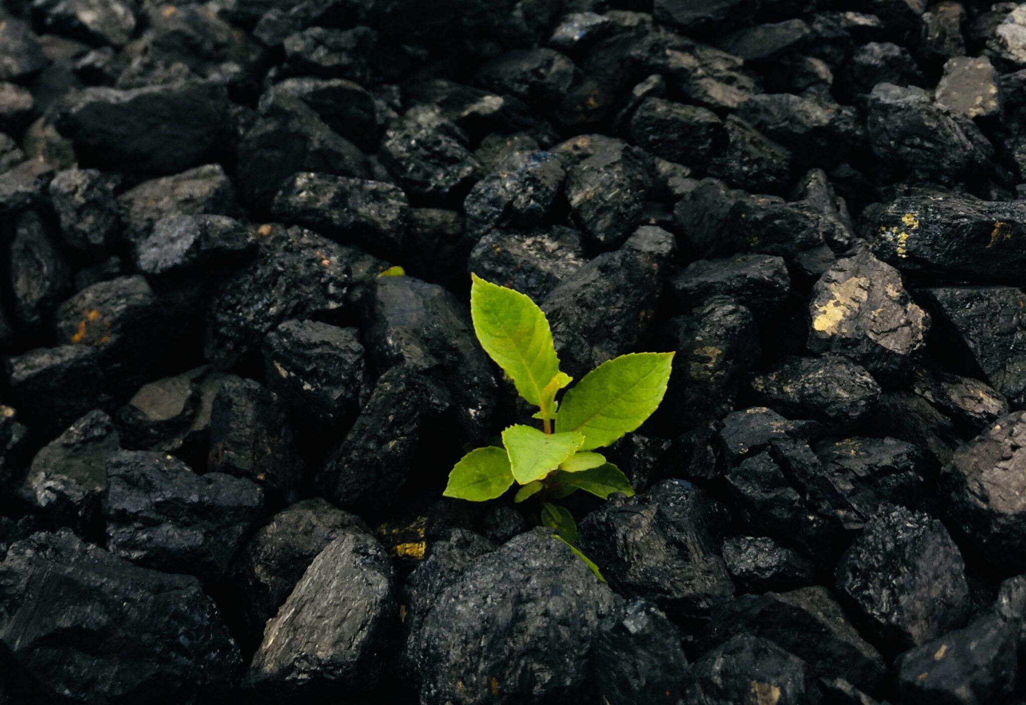Biochar in Gardening: What It Is and How to Use It - South Elmonte ...