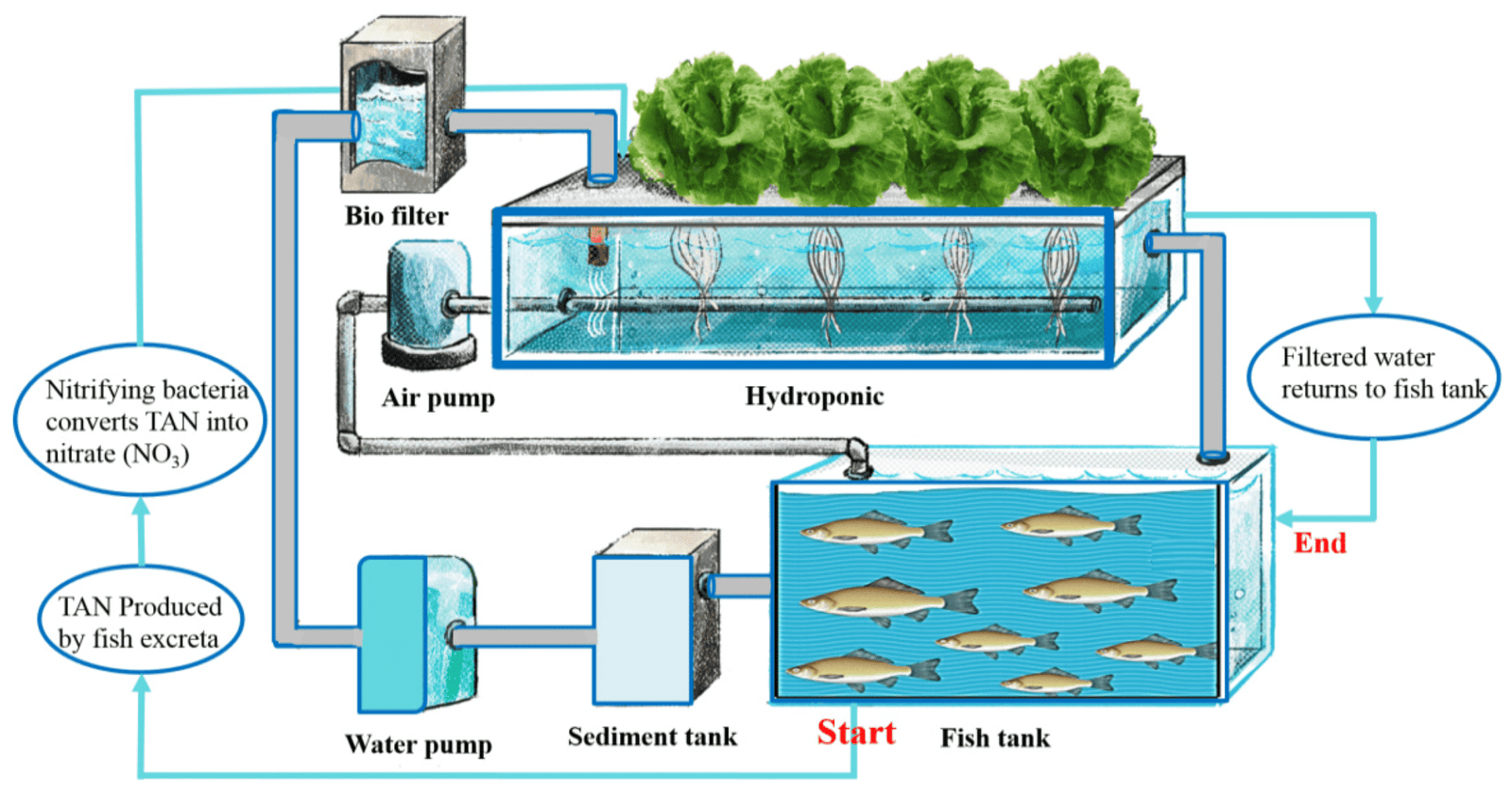 Best Hydroponic System: How to Choose the Right One for Your Plants
