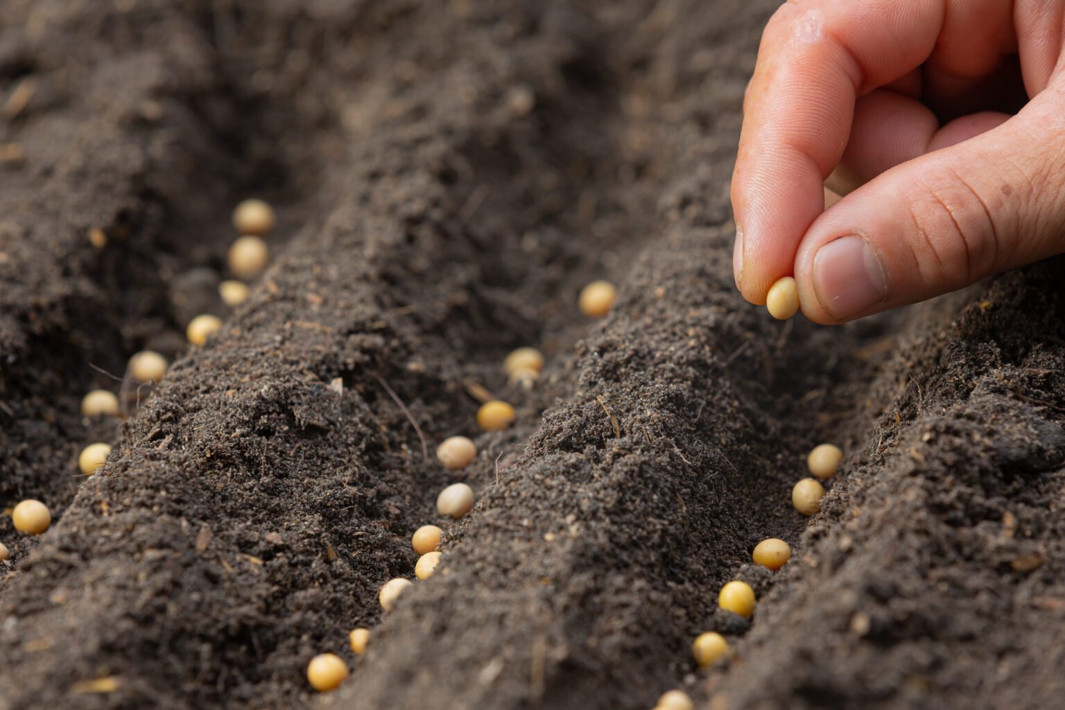 Seed Planting Guide: Quantity Per Hole, Pot, or Cell? - South Elmonte ...