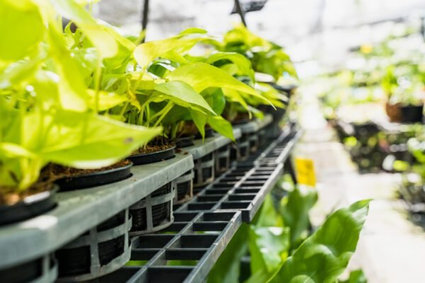 Net Cup Sizing Guide for Efficient Hydroponic Systems - South Elmonte ...