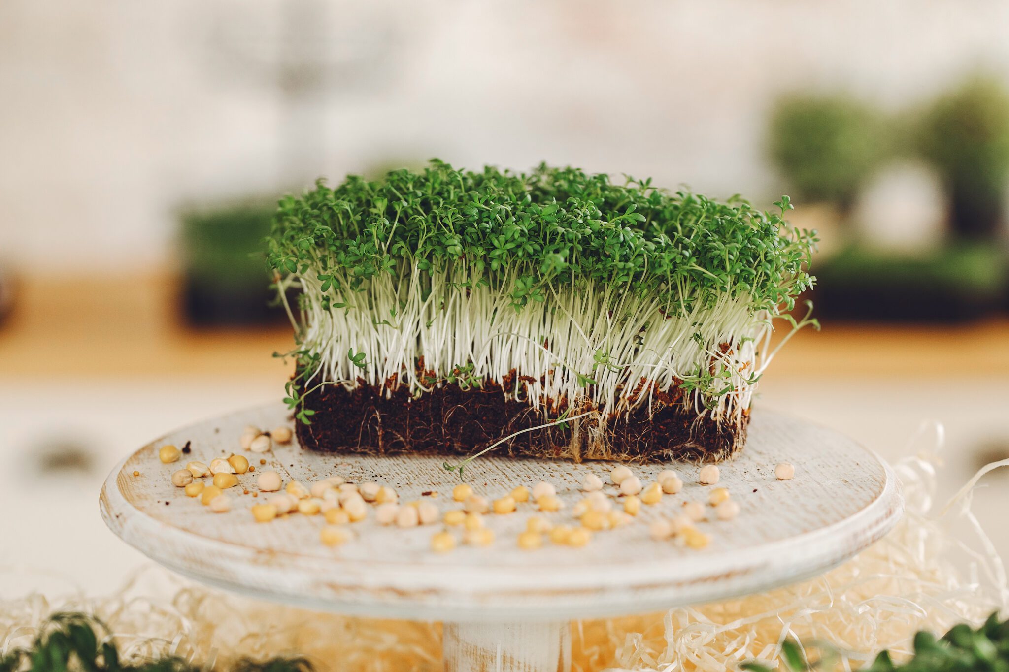 How to Grow Microgreens Faster and Healthier with These Hydroponic ...