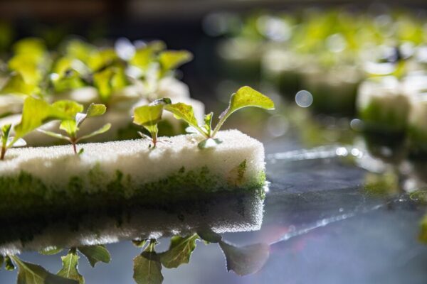 How Sponge Works as a Hydroponic Growing Medium and How to Use It ...