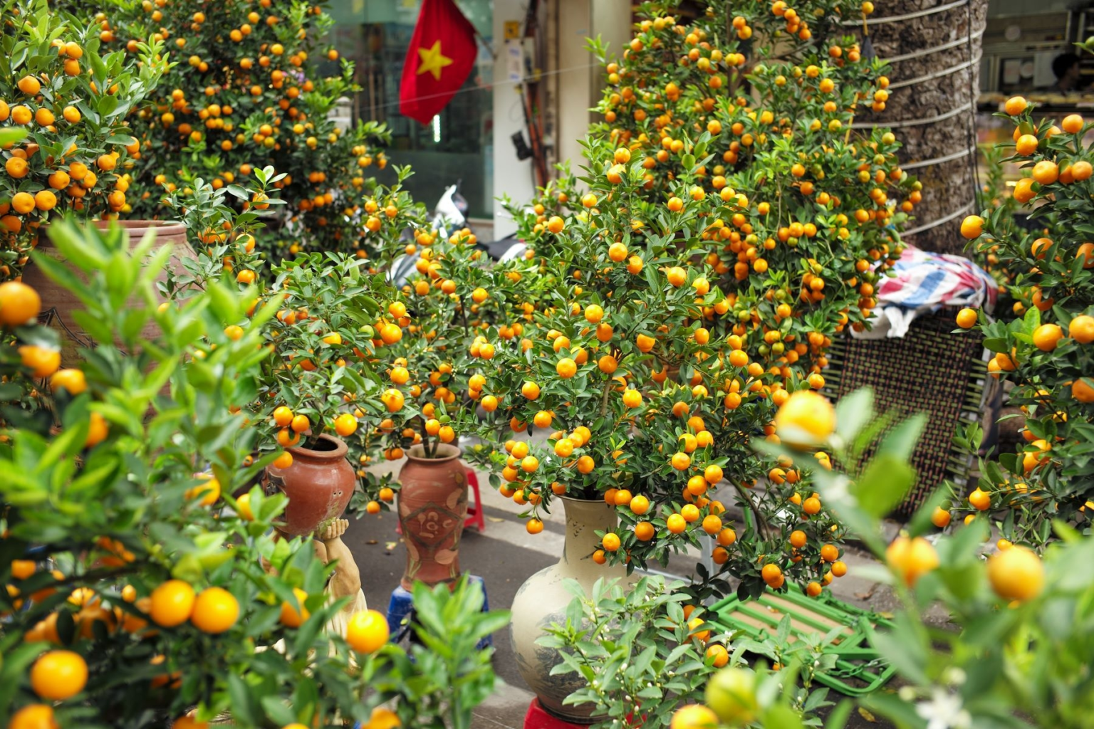 Kumquat Trees: A Detailed Care Manual - South Elmonte Hydroponics
