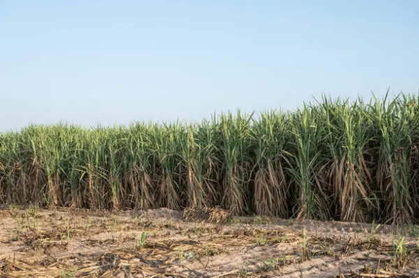 How to Grow Sugar Cane for a Sweet Treat: The ultimate guide - South ...