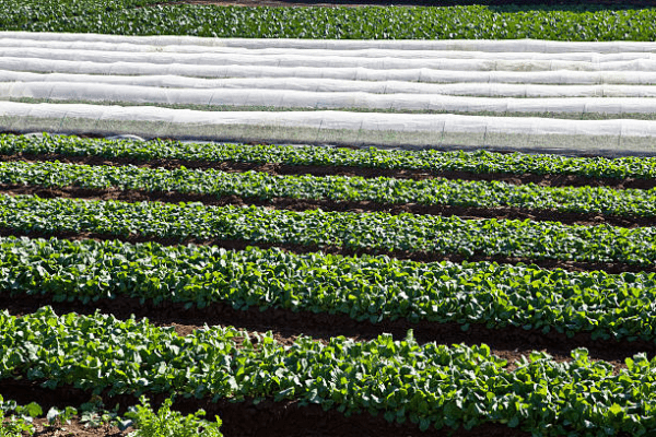 Rockwool for Plants: What It Is, How It Works, and How to Use It for ...