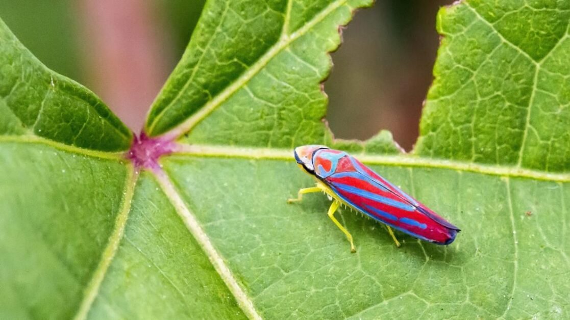 Eliminating Leafhopper Pests Effectively - South Elmonte Hydroponics
