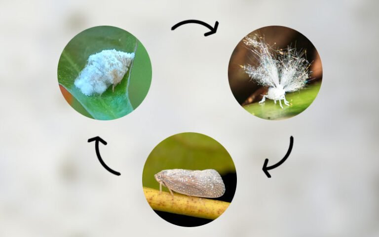 Eliminating Leafhopper Pests Effectively - South Elmonte Hydroponics