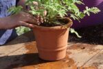 Citronella Plant Pointers: Fragrant Friends - South Elmonte Hydroponics