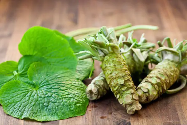 How to Grow Wasabi: Complex But Rewarding Roots - South Elmonte Hydroponics