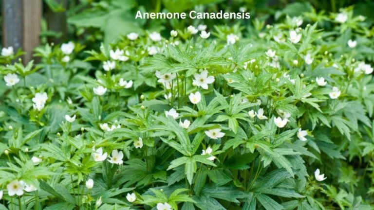 Anemone Canadensis: Super Windflower Ground Cover Mastery - South ...