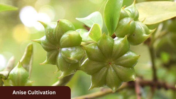 Anise Cultivation Mastery: Super Nurturing Homegrown Aniseed - South ...