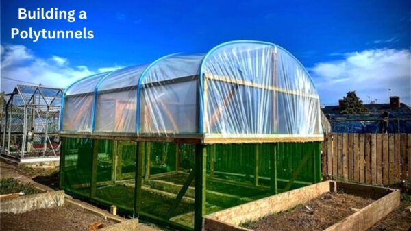 Building a Polytunnels: A DIY Vibrant Gardening Project - South Elmonte ...